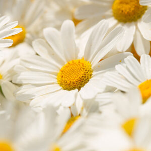 Pyrethrin-Based Insecticide | The Power of the Flower