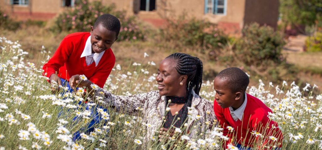 Pyrethrin-Based Insecticide | The Power of the Flower